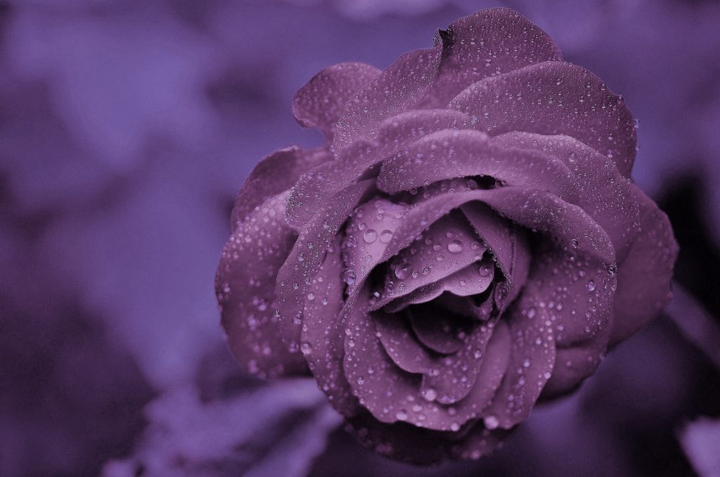 rose header – Queeromance Ink